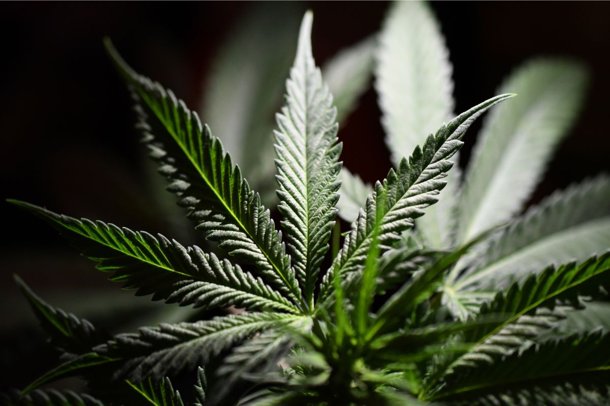 Delta‑8 vs Delta‑9 THC: Effects & Best Uses - CBD American Shaman ...